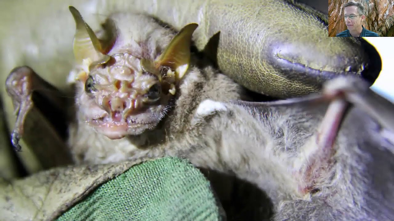 All about Bats with Bat Conservation International - YouTube