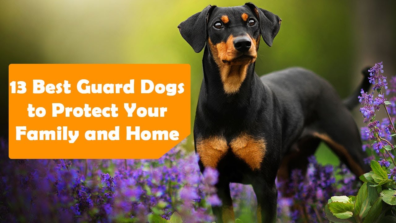 13 Best Guard Dogs To Protect Your Family Your Family Will Always Be 13-best-guard-dogs-to-protect-your-family-your-family-will-always-be