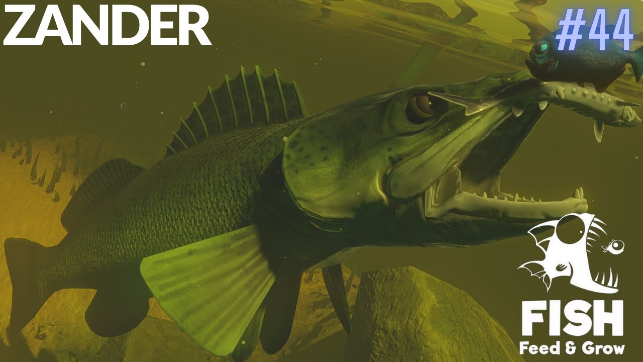 Feed And Grow Fish : Zander - YouTube