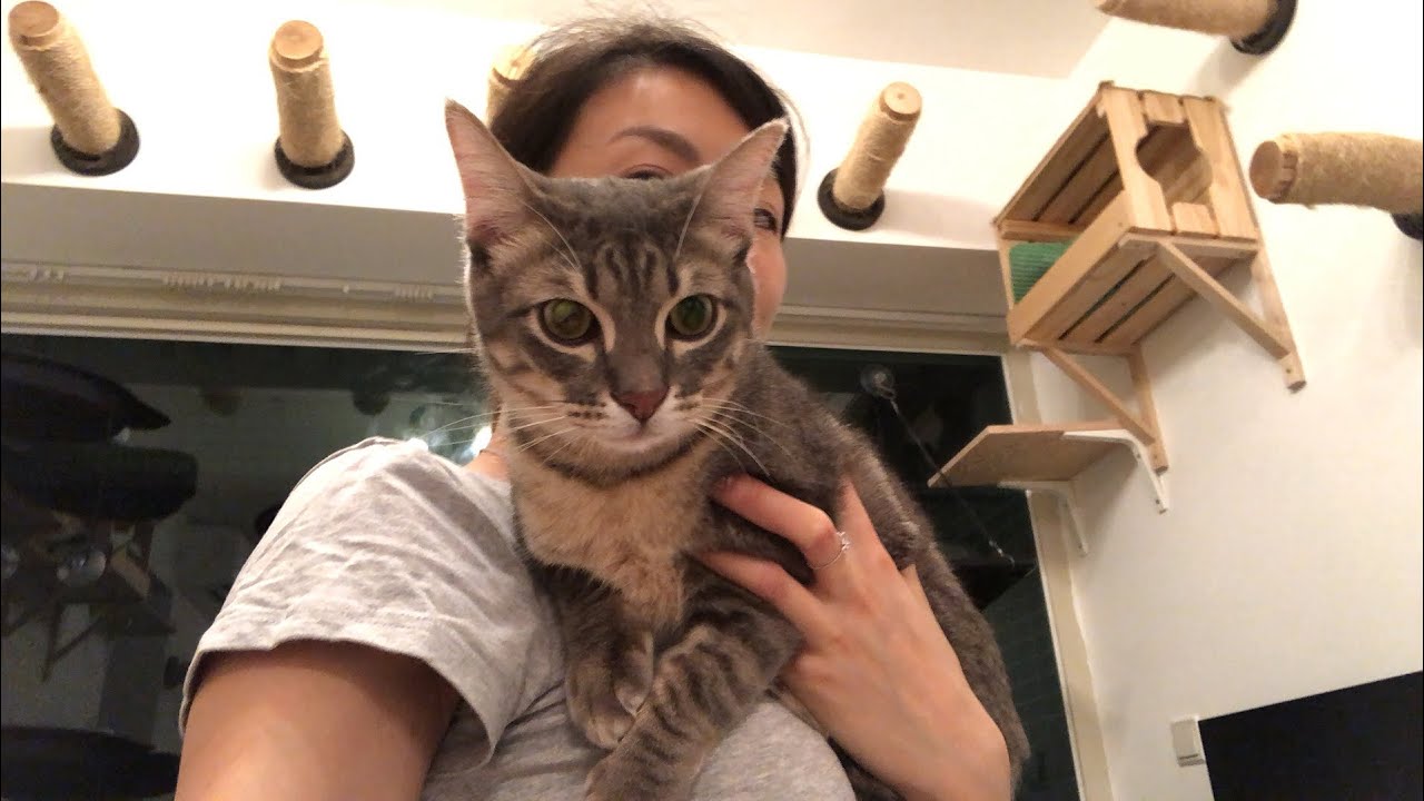 Busted! Burrito Cat's tail bandage fell again - YouTube