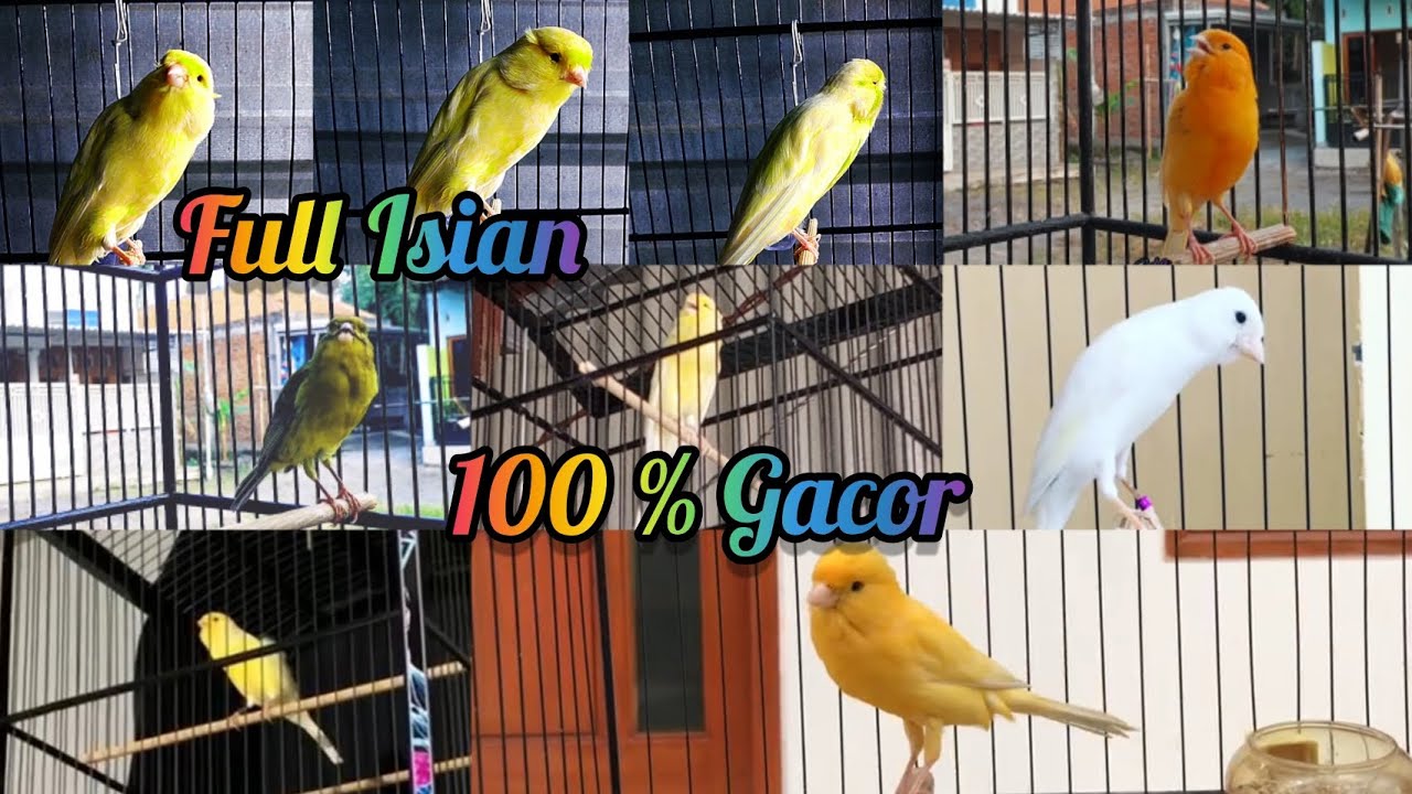 Masteran Burung Kenari Macet Langsung Bunyi || full isian !! - YouTube