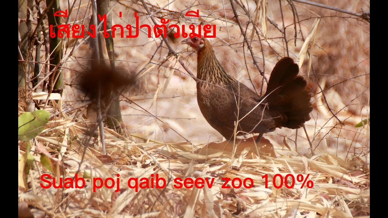 Suab Poj Qaib Seev Cuab tuaj zoo heev 100% เสียป่า100% - YouTube