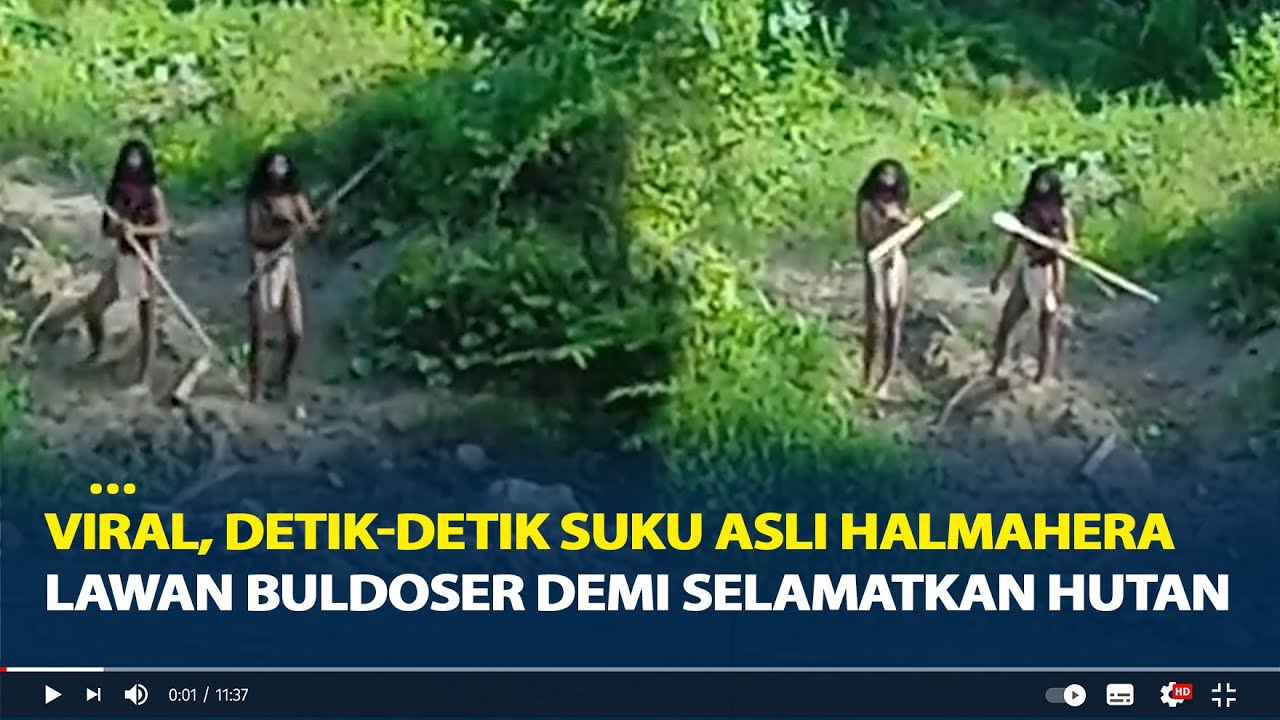 Viral, Detik-detik Suku Asli Halmahera Lawan Buldoser demi Selamatkan Hutan - YouTube