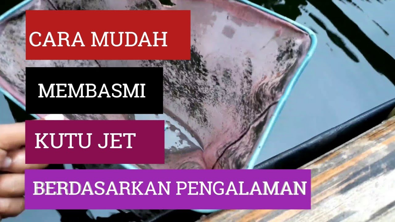cara membasmi kutu jet (kolam pakan ikan cupang) - YouTube