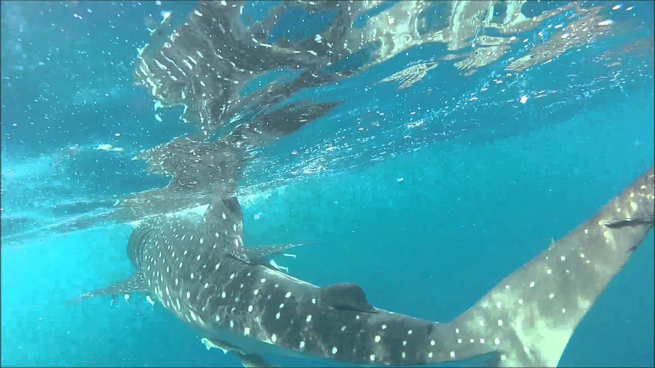 Snorkeling with whale shark near Daymaniyat Islands, Oman - YouTube