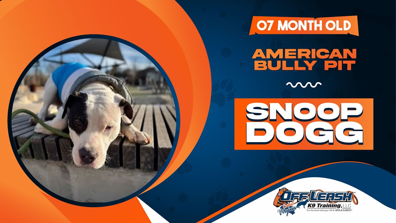 Snoop Dogg | 7 month old American Bully Pit | Best Dog Trainers in ...