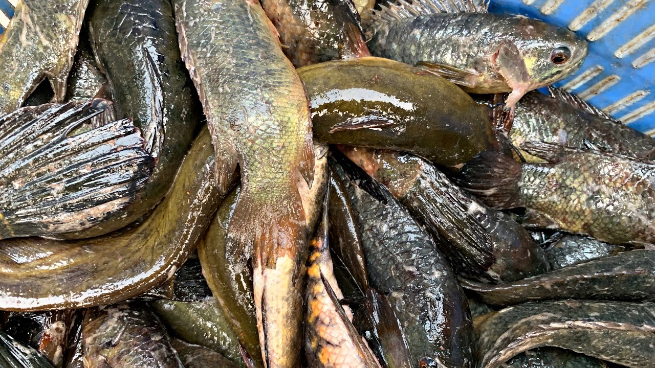 এত বড় শিং মাছ ঘাটে এই প্রথম দেখা গেল || Deshi fish market || Dohar ...