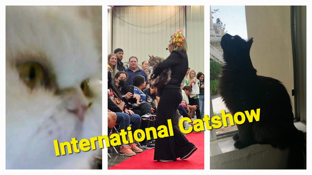 International cat show in California....Exposición internacional de ...