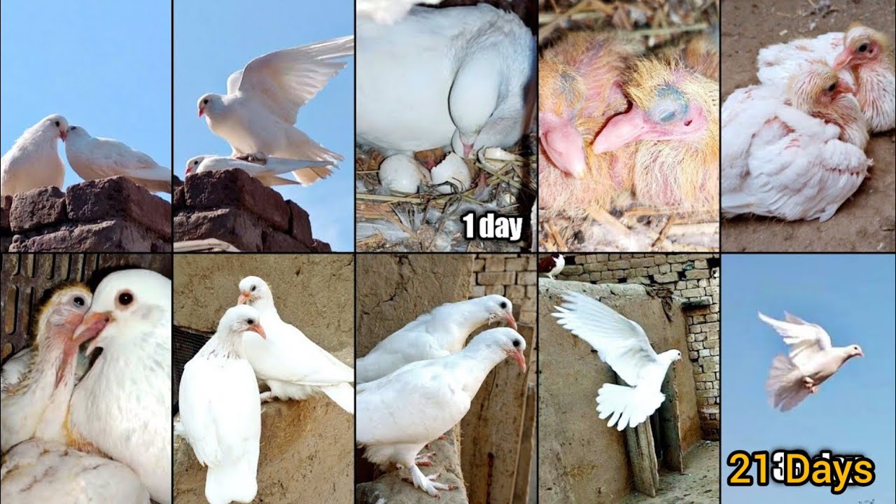 Pigeon Growth day by day || Pigeon Growth Time Lapse || Day 1 to 20 ...