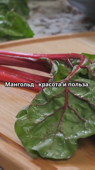 Не пропустите эти 5 тенелюбивых чемпионов! #тенелюбивыевещи #салат # ...