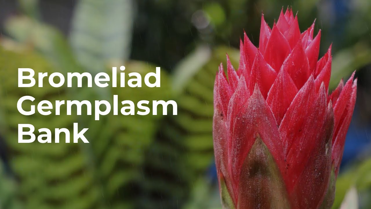Bromeliad Germplasm Bank - YouTube