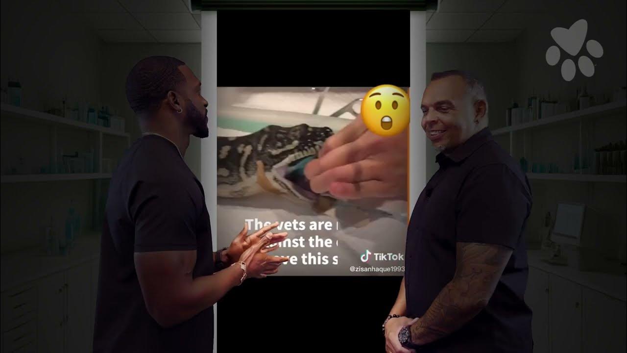 Python Swallowing Beach Towel? Watch the Full Rescue Story in Episode ...