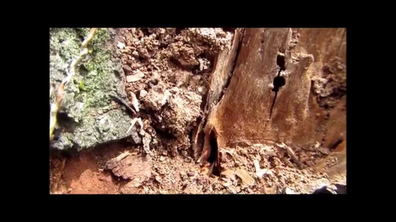 Winged termites coming from a stump Brisbane, Australia - YouTube