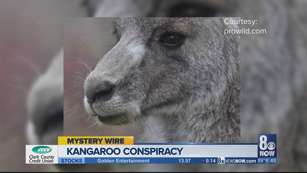 Mystery Wire: Kangaroo Conspiracy - YouTube