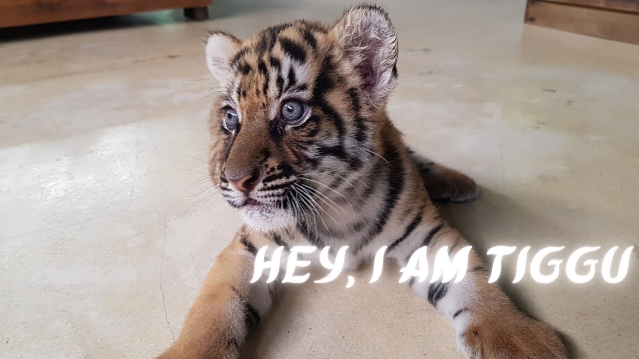 Cute Baby Tiger Cub, Tiggu- Playing, Eating and Sleeping - YouTube