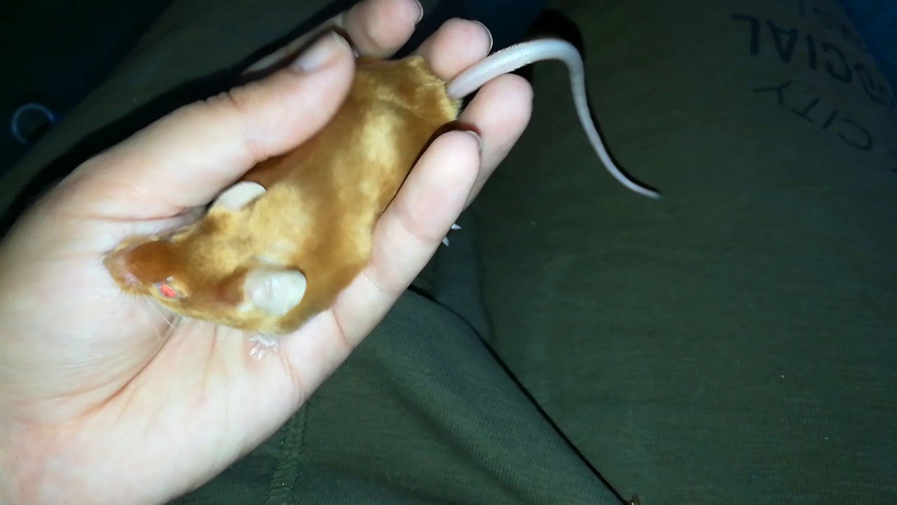 Two female satin (shiny) fancy mice - YouTube