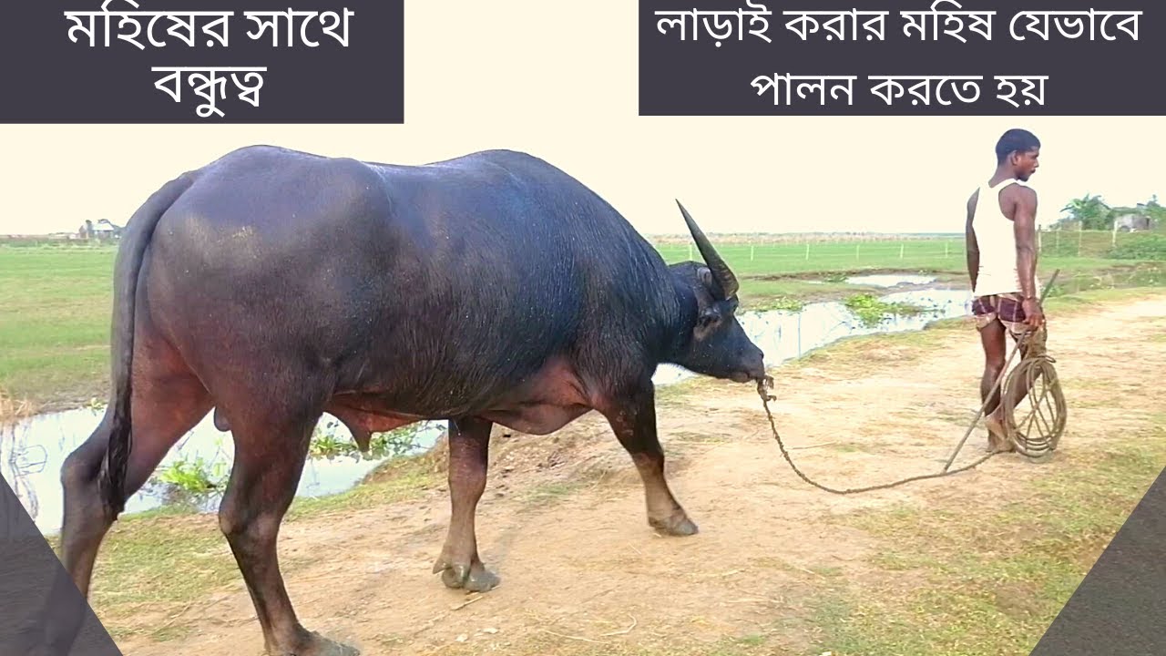 Mohish palon|মহিষের যত্ন ও পরিচর্যা|Care and maintenance of buffalo ...