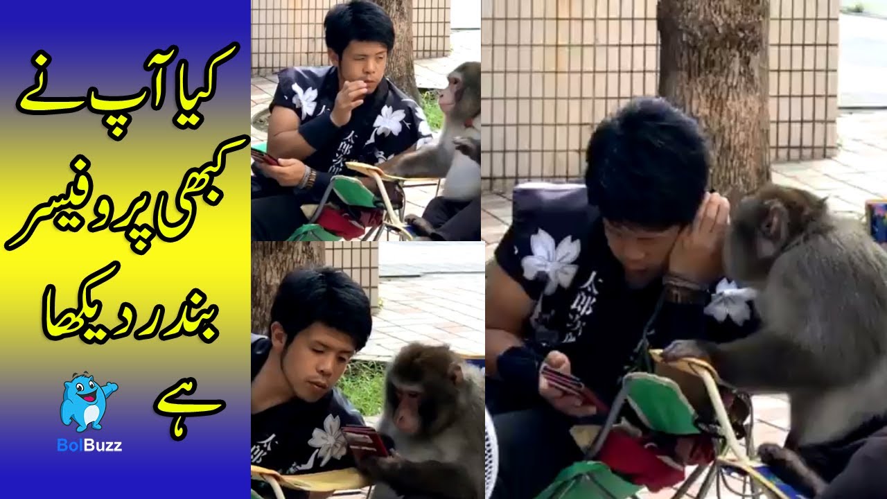 Watch this Professor Monkey - YouTube