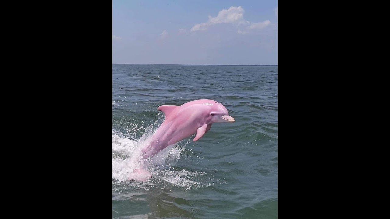 Real Or Fake? Pink Dolphin Pics Go Viral! #pinkdolphin #news #new - YouTube