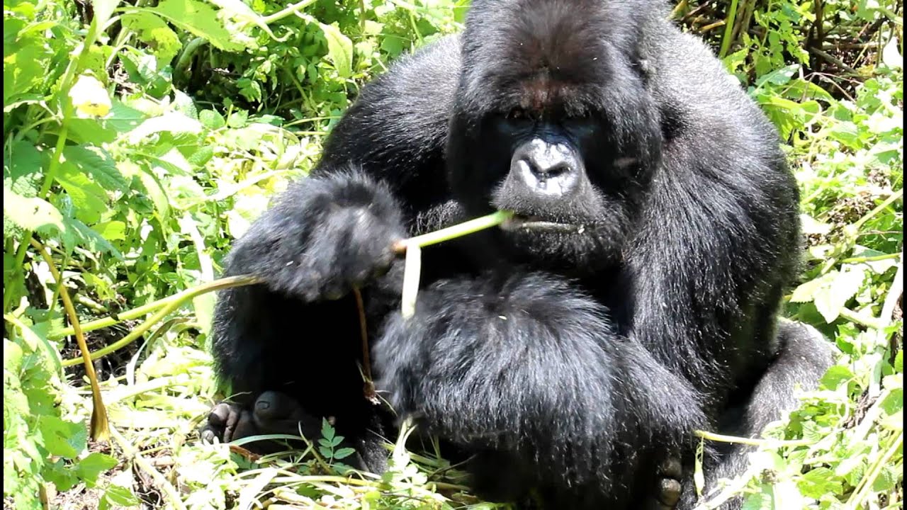 Ubumwe Silverback Gorilla Eating - YouTube
