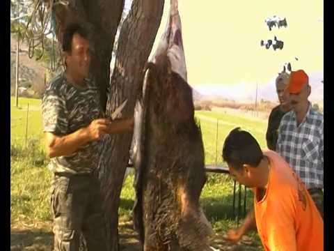 ΚΥΝΗΓΙ ΑΓΡΙΟΓΟΥΡΟΥΝΟ 2014 2/3 - YouTube
