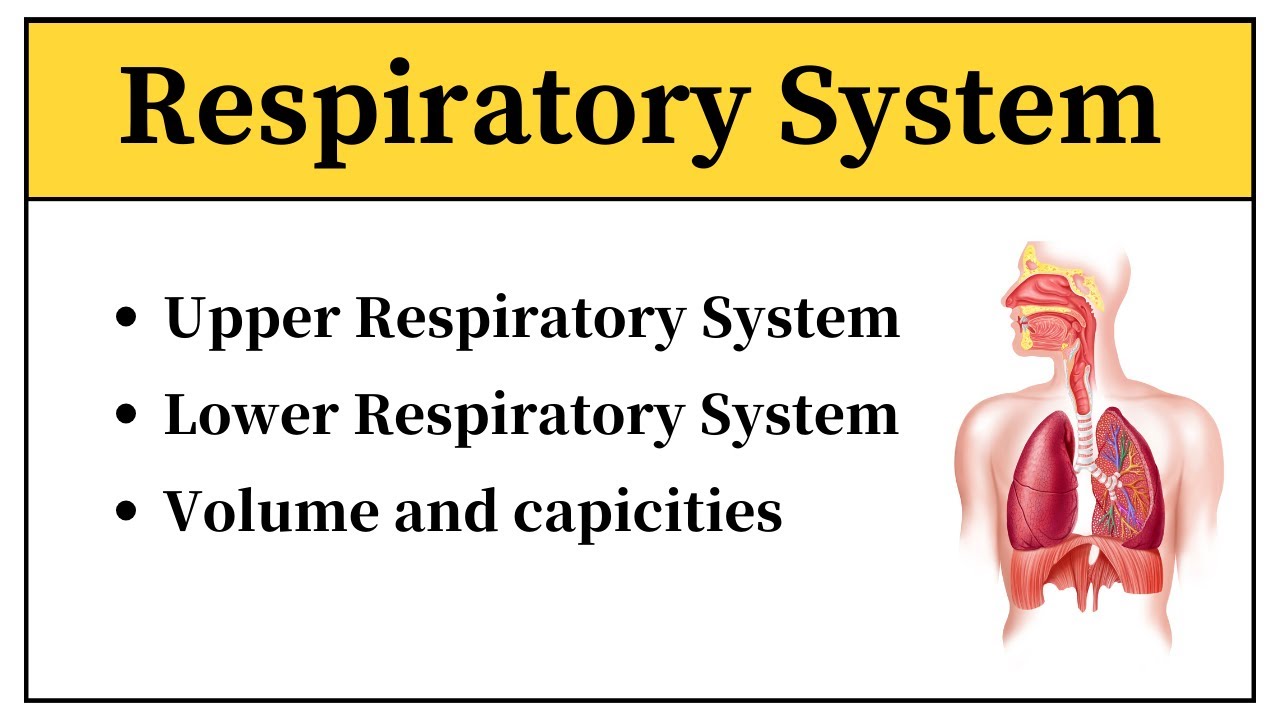 Human Respiratory System In Urdu Anatomy And Physiology Of human-respiratory-system-in-urdu-anatomy-and-physiology-of