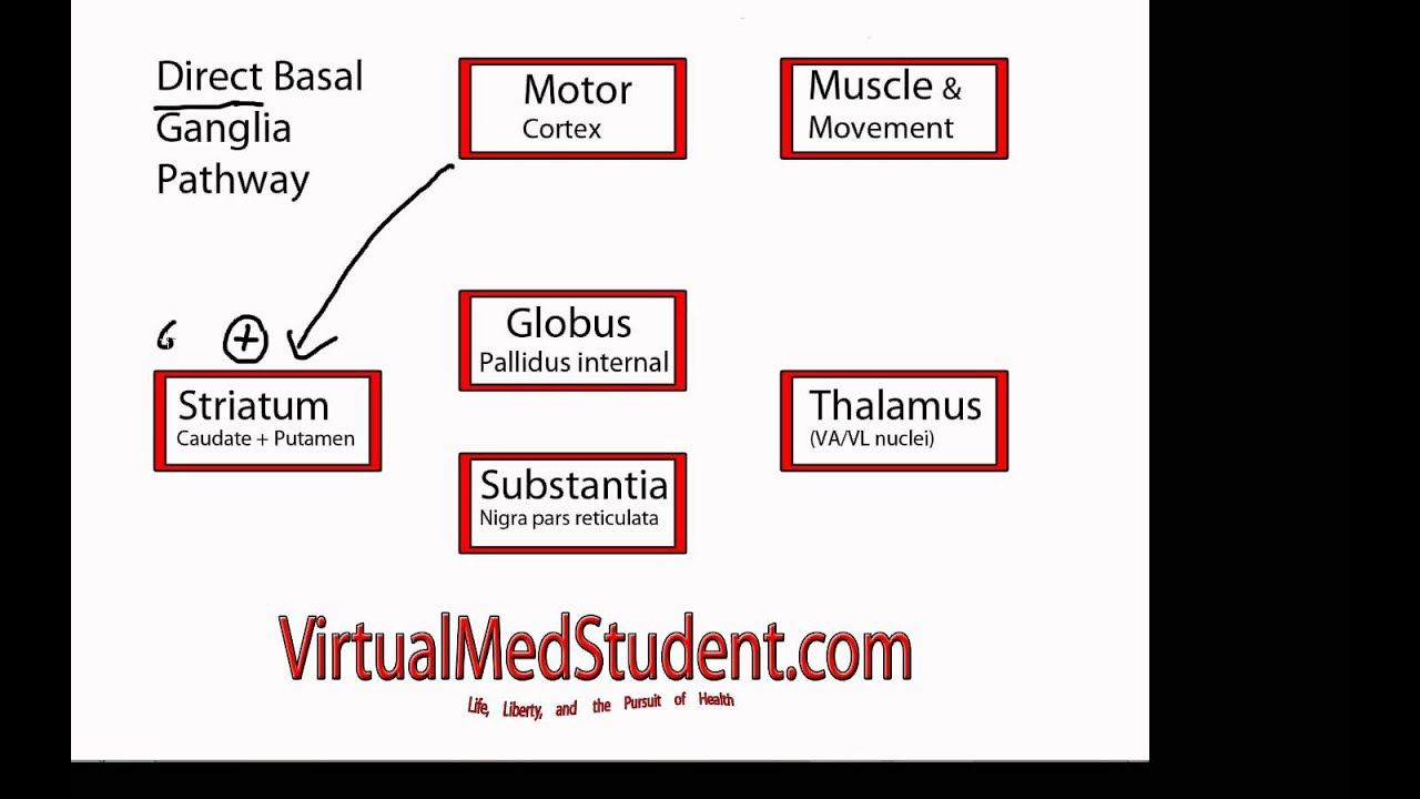 Basal Ganglia Direct Pathway - YouTube