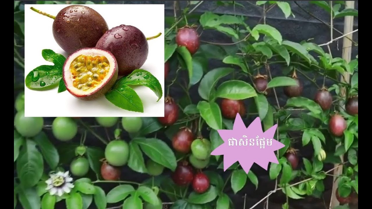 របៀបដាំផាសិនងាយៗទទួលបានផលច្រើន| Easy Way to Grow Passon Fruit - YouTube