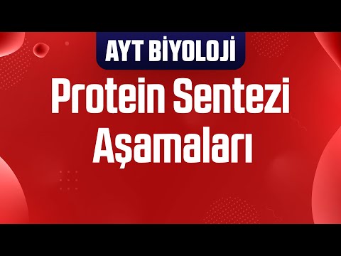 40) Tüm Detaylarıyla Protein Sentezi Aşamaları