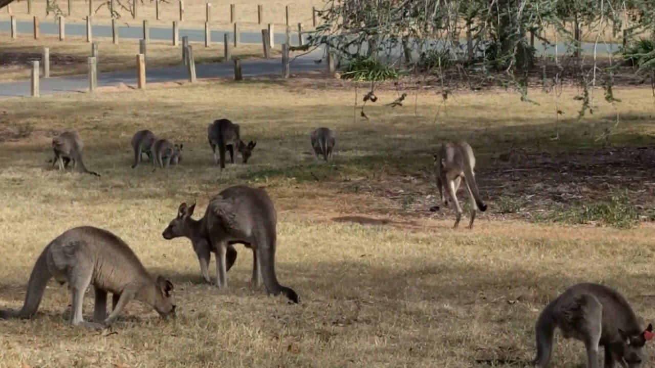 Kangaroos near Canberra, Australia - YouTube