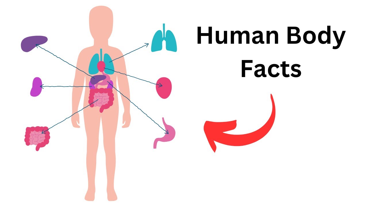 Interesting human body facts - YouTube