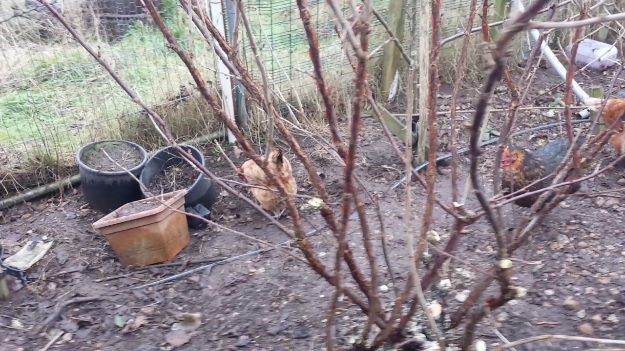Pruning A Red Currant Bush (8) - YouTube