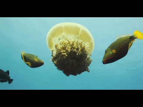 وديع اليمني - سورة الكهف /Wadi' Al Yamani - Surah Al-Kahf - 18 / تلاوة رائعة مع مناظر طبيعية رائعة.
