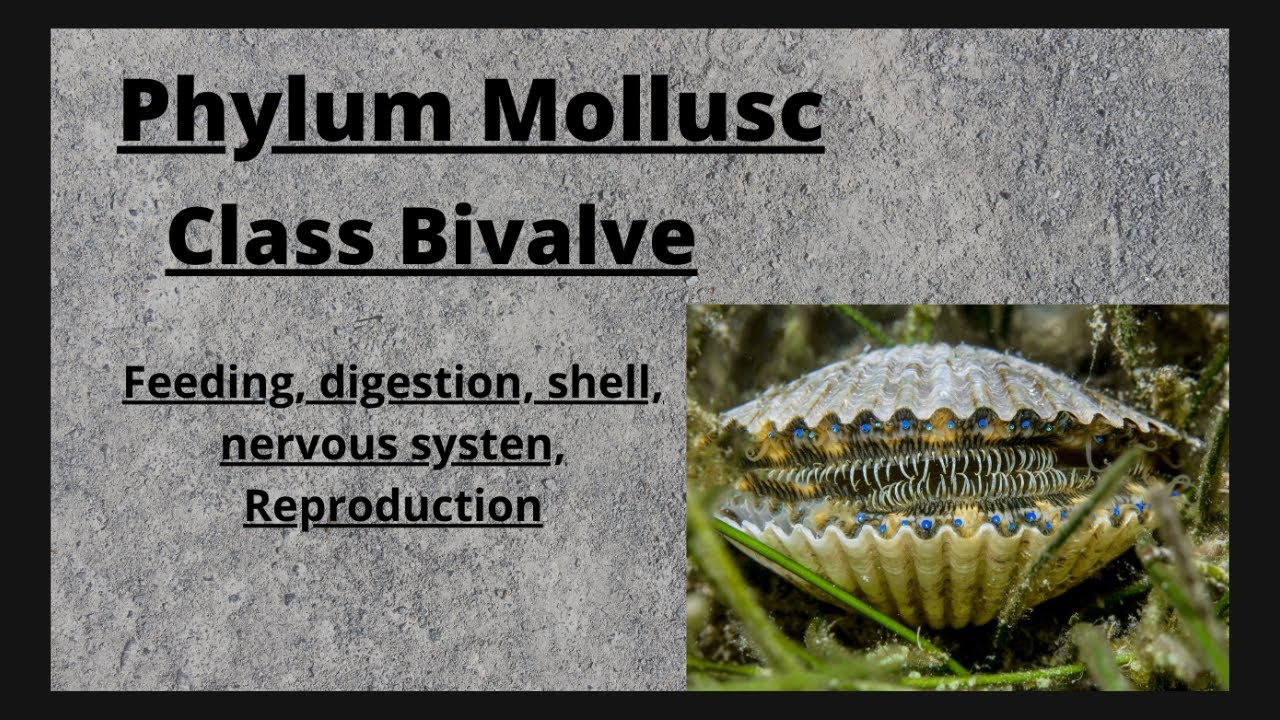 Class Bivalvia | Phylum Mollusca - YouTube