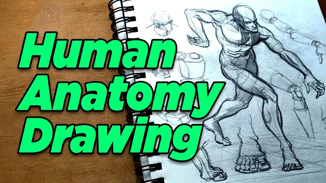 Gesture Drawing #35 | Male Human Muscular Anatomy Body - YouTube