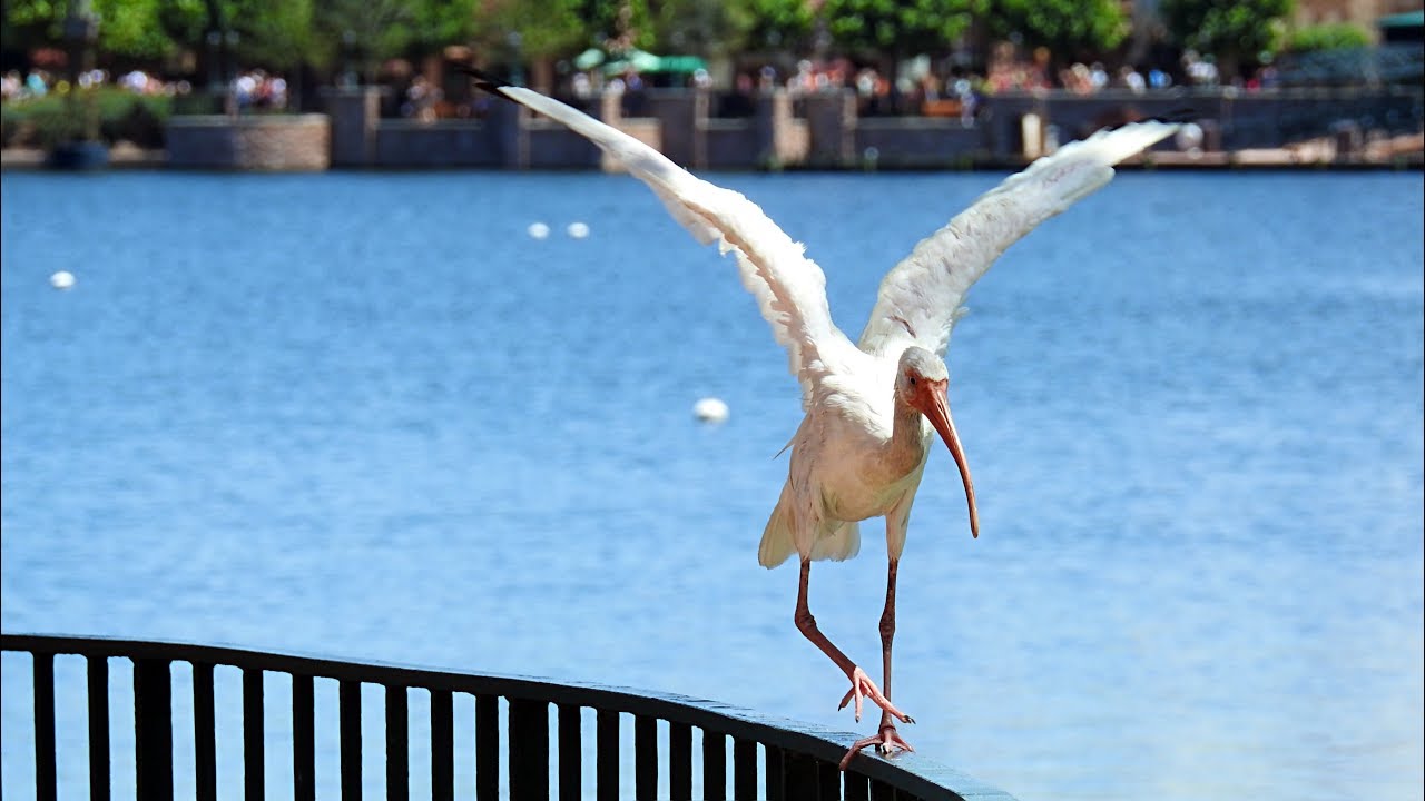 « Dancing » American White Ibis - YouTube