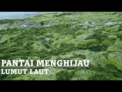 Pantai penuh dengan lumut laut | Mas ir - YouTube