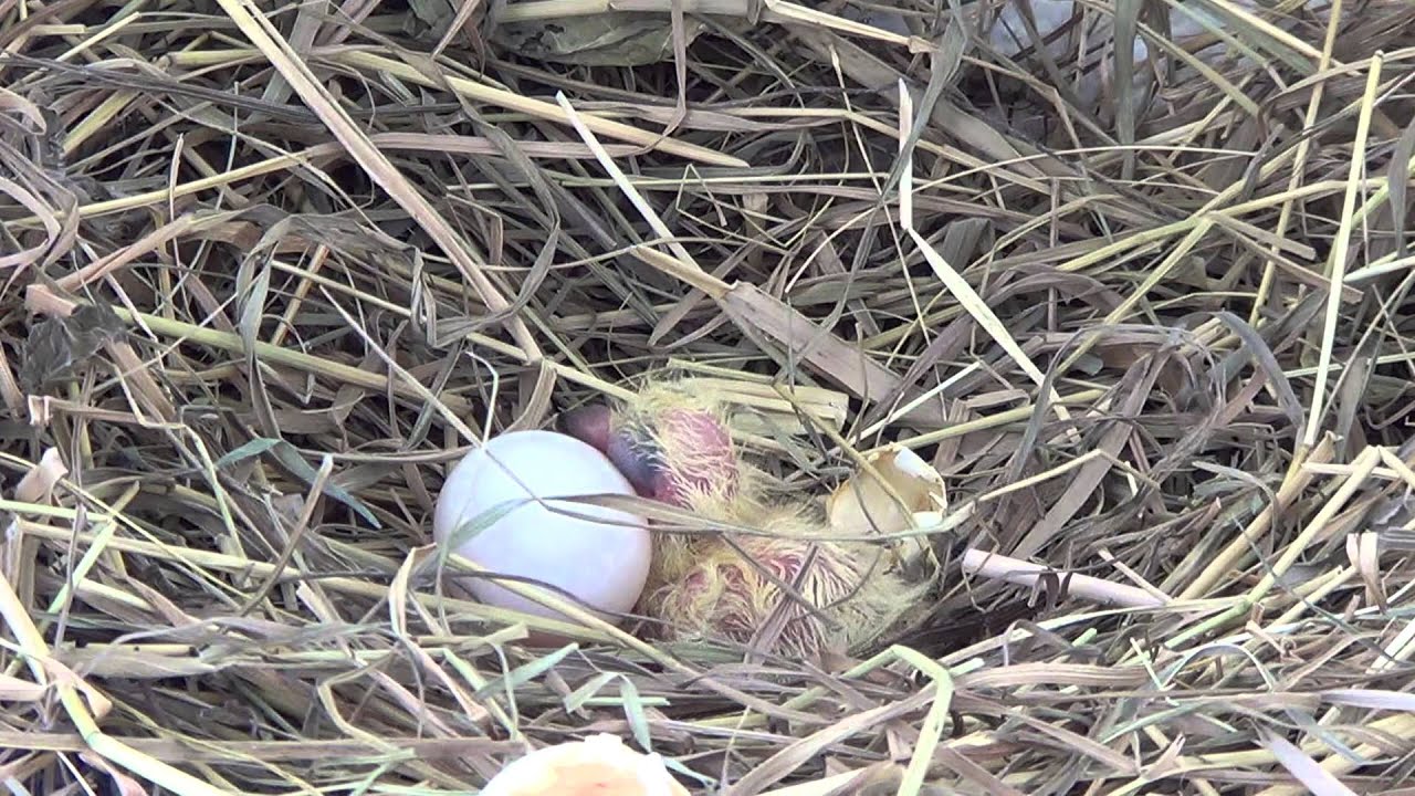 Pui de porumbel de 1 zi. August 2013 Tirgu-Mures - YouTube