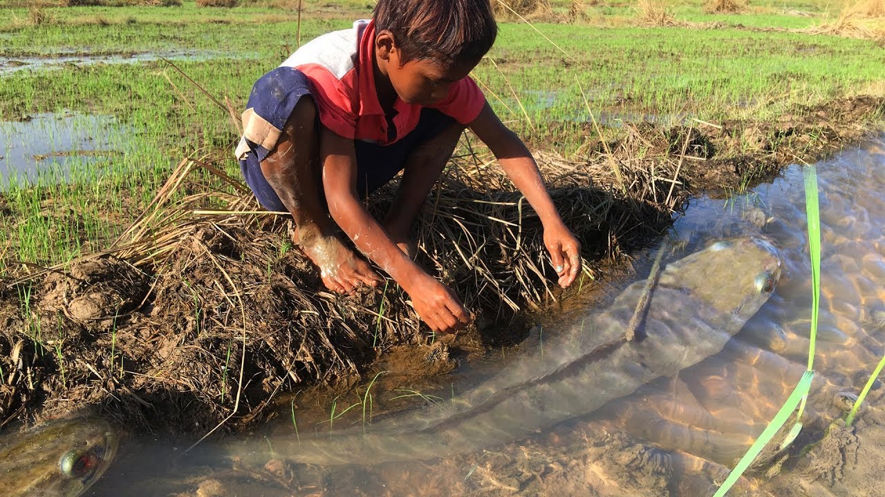 Cowboys catch big fish in rice field - YouTube