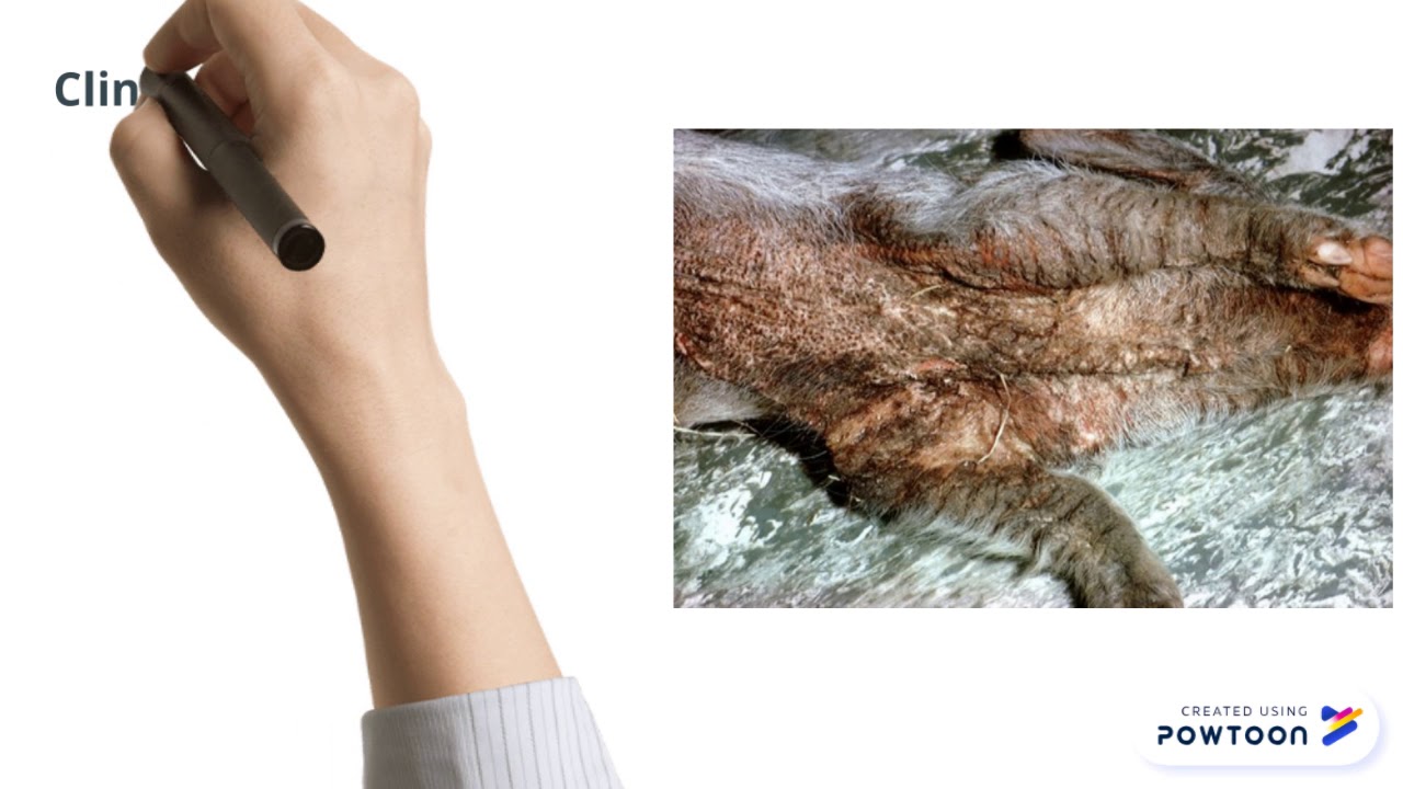 Parakeratosis in Pigs - YouTube