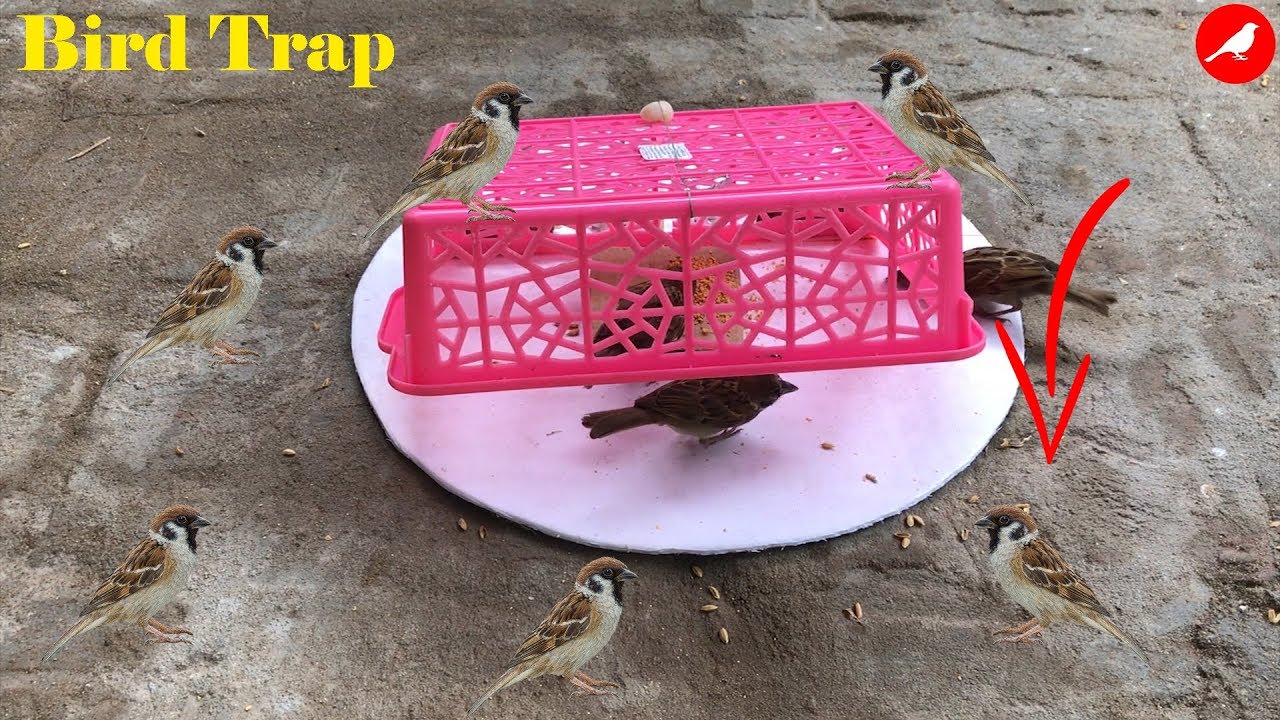 Bird Trap Homemade How To Make A Bird Trap Easy Automatic Saving A Lot bird-trap-homemade-how-to-make-a-bird-trap-easy-automatic-saving-a-lot