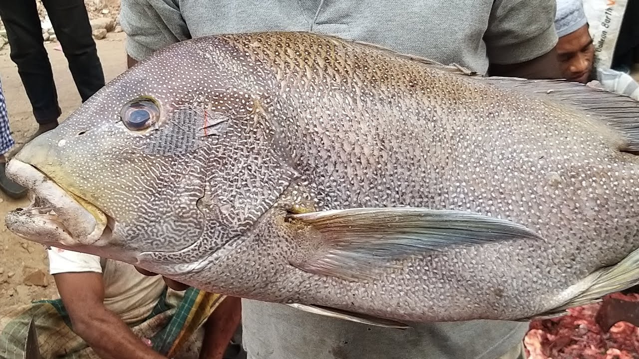 Great Cutter 10 kg Man! Yellow Mutton SnapperFish Cutting Skills In ...