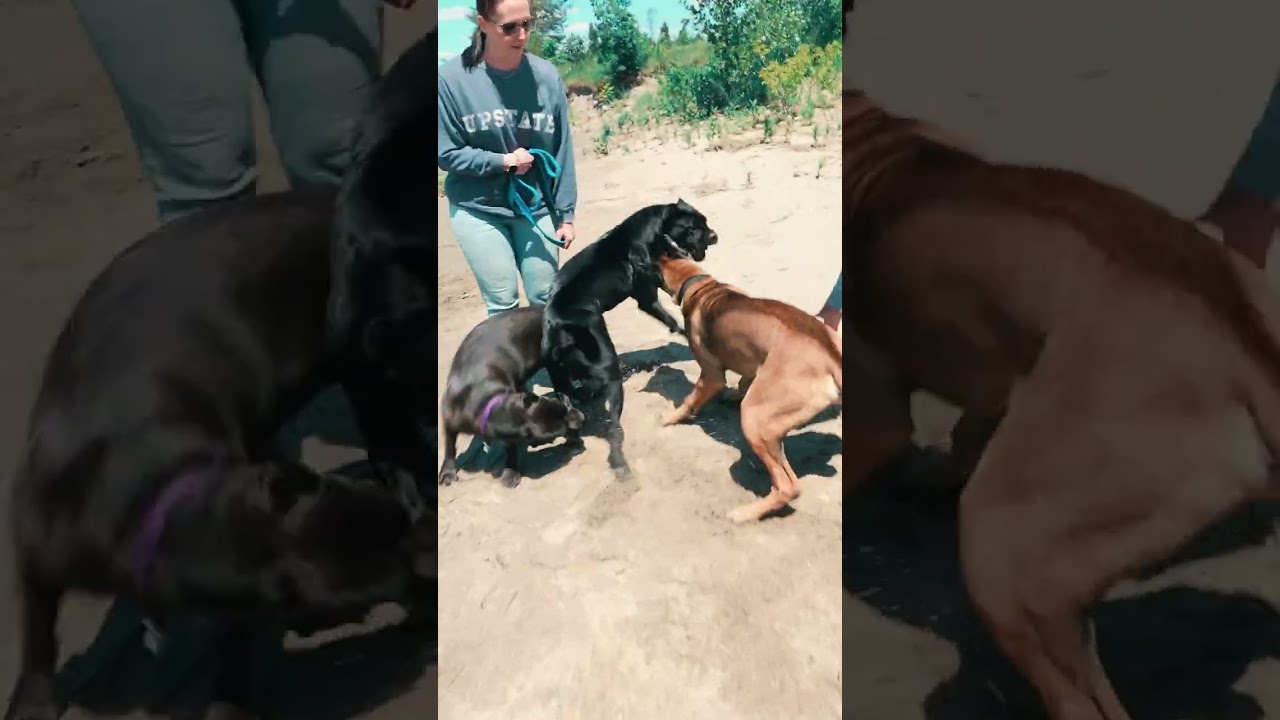 Cane Corso Fight