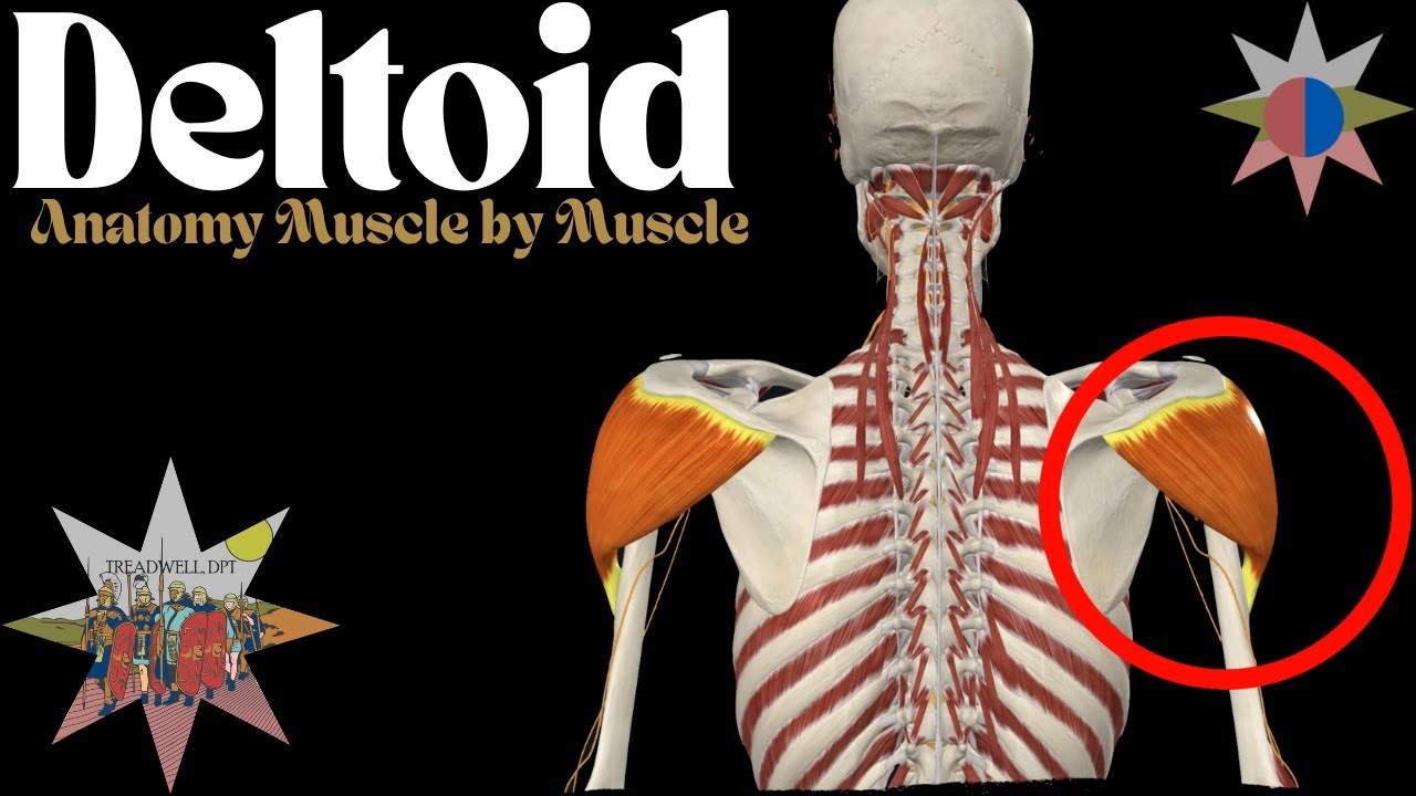 Deltoid Muscle Breakdown | Origin, Insertion, Function & Clinical ...