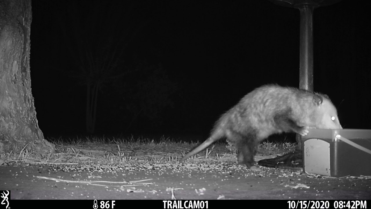 Opossum Drinking - YouTube