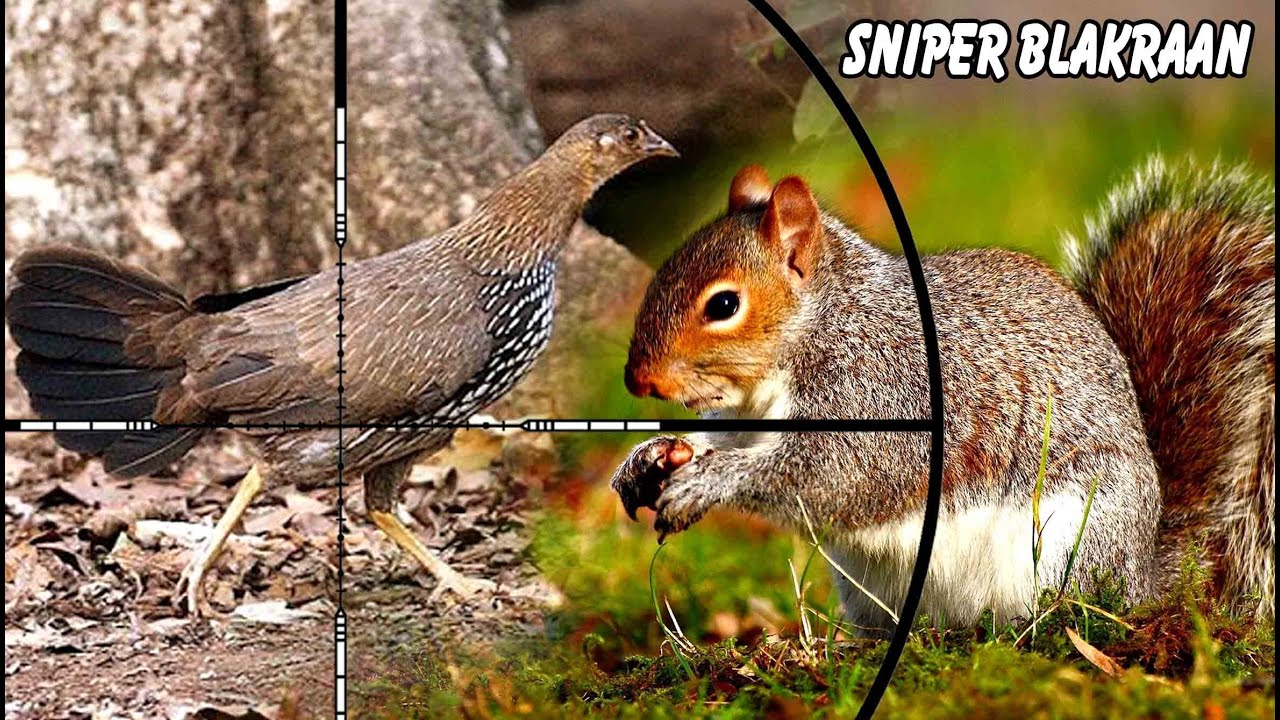 BERBURU TUPAI DAN AYAM HUTAN DI PAGI HARI - YouTube