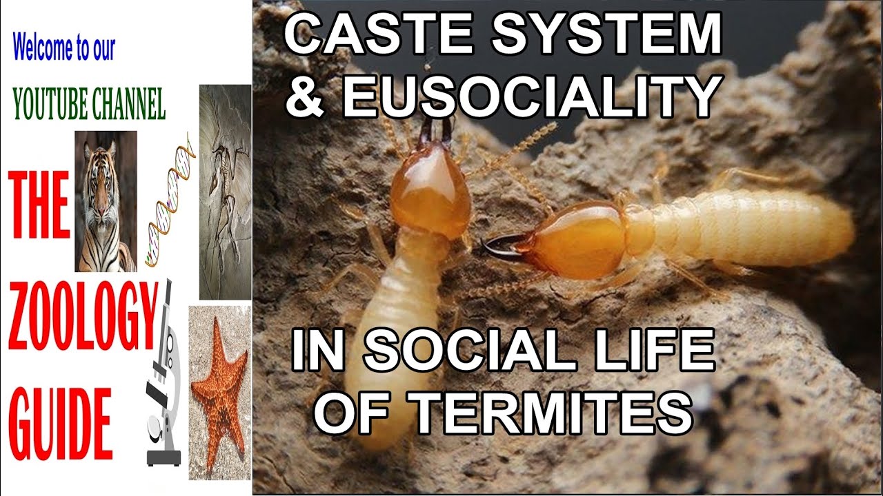 Zoology Notes: Caste System & Eusociality in Social Life of Termites ...