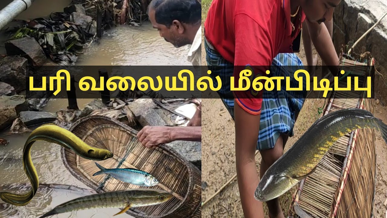 பரி வலையில் மீன் பிடித்தல் | Pari fishing Net | Fishing River |Fishing ...