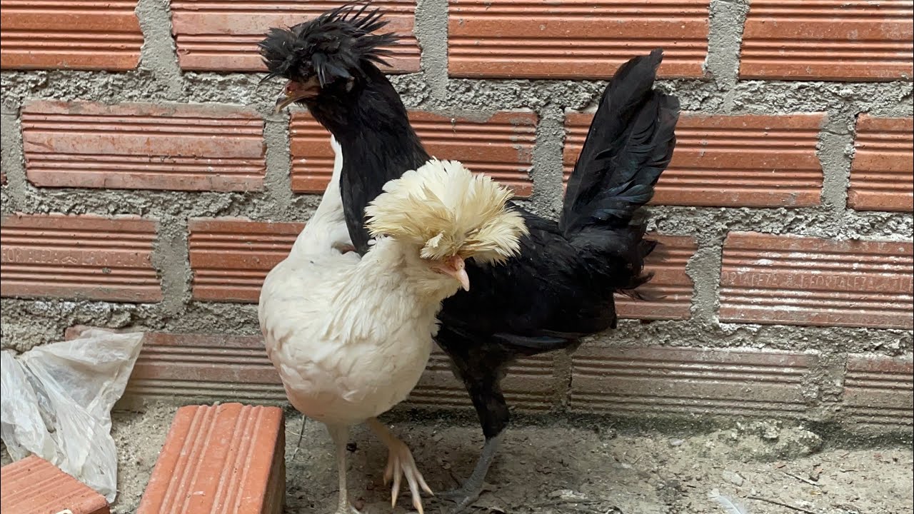 Una pareja de gallinas copetonas con 4 meses de vida - YouTube