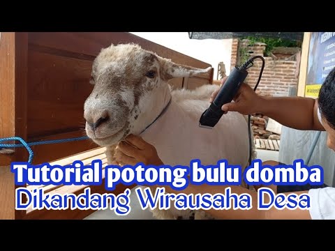 Tutorial potong bulu domba - YouTube